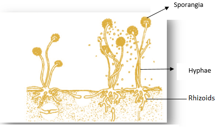 Spore Formation In Rhizopus