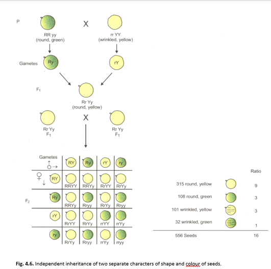 Give an example of a dihybrid cross and its conclusions
