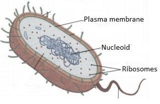 Draw A Neat And Labelled Diagram Of A Typical Prokaryotic Cell ...