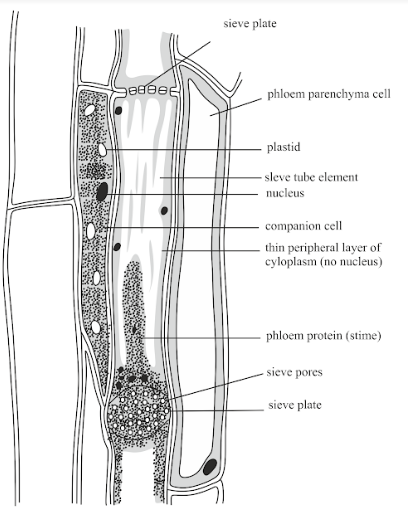 Draw A Well Labelled Diagram Of Phloem Tissue Science