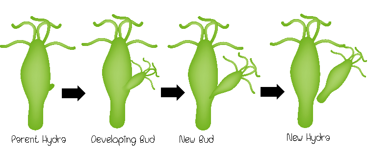 Hydra Plant Diagram