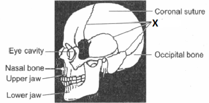 Draw a diagram of skull and label its various parts