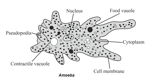 Unicellular Organisms Amoeba
