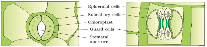 Epidermal Cells Guard Cells