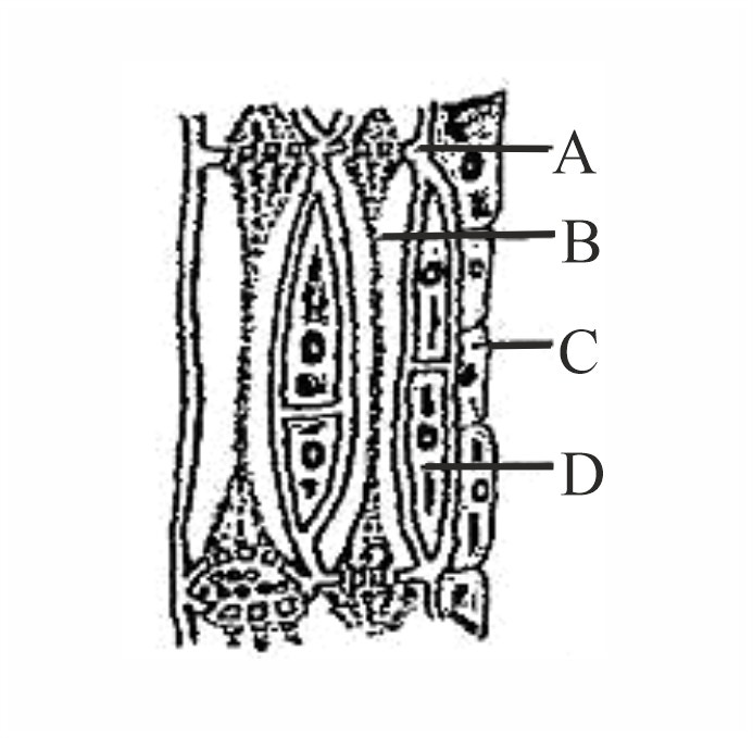 Collenchyma Diagram Without Labelling