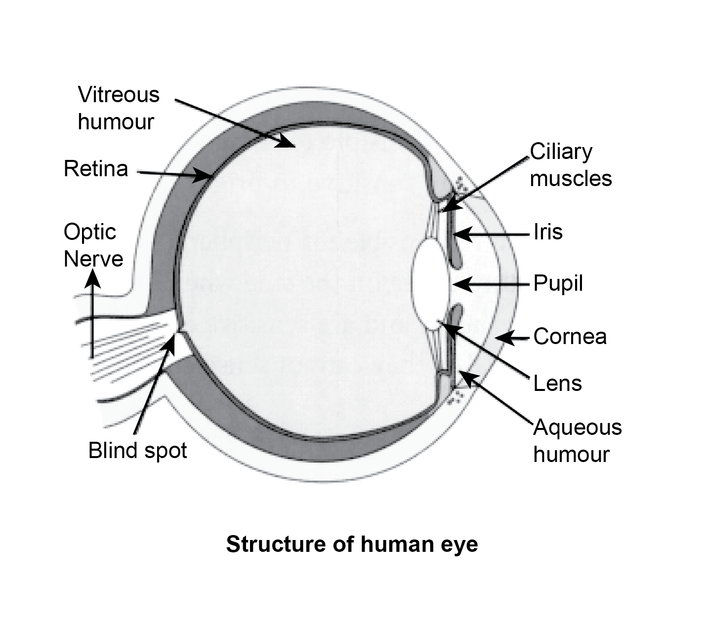 Draw a labelled diagram of the eye Explain how light enters the eye how ...