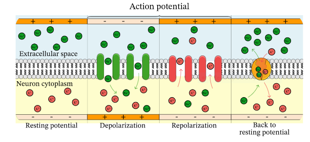 Repolarization And Depolarization