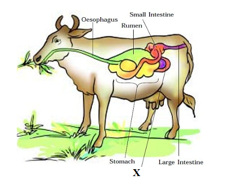 Describe the structure and function of a ruminant stomach