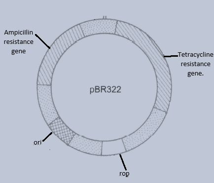 Plasmid Vector Diagram