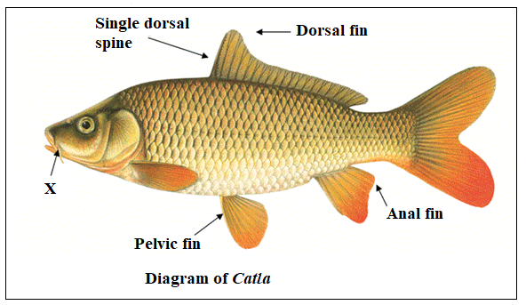 Draw a neat labeled diagram of Catla