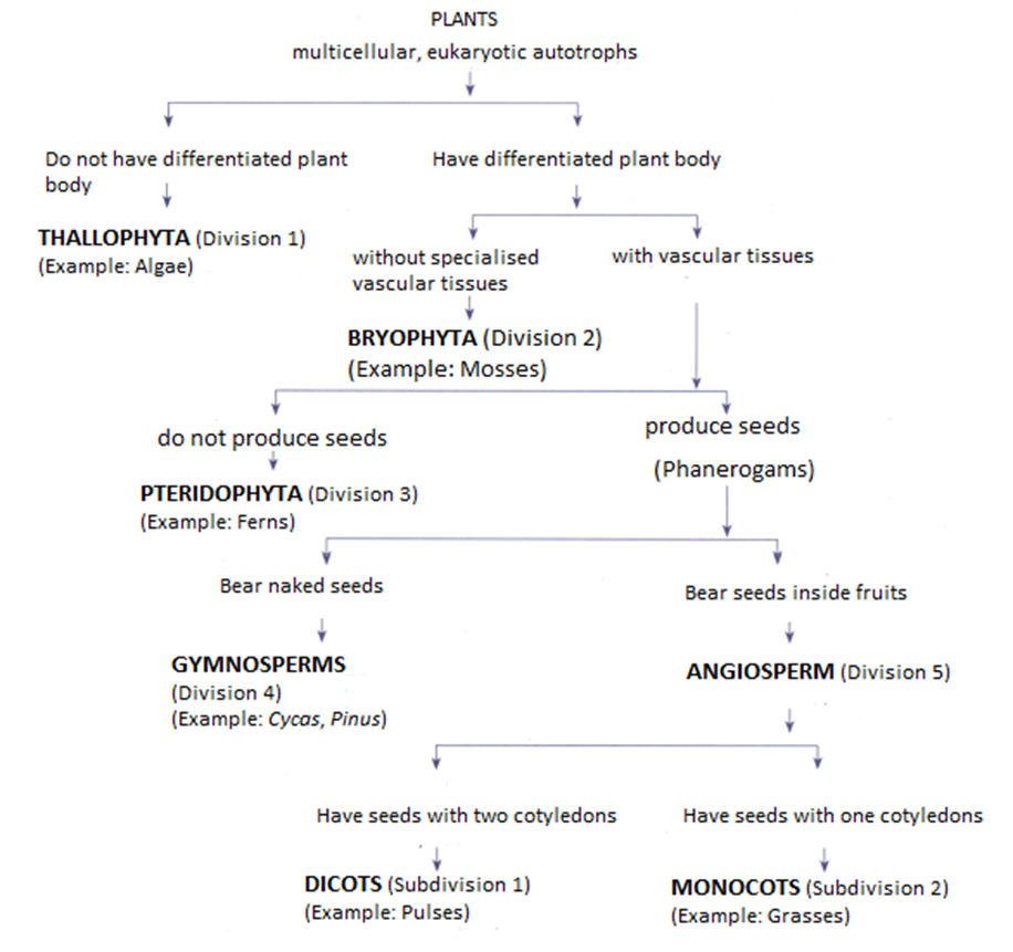Kingdom Plantae Chart With Examples