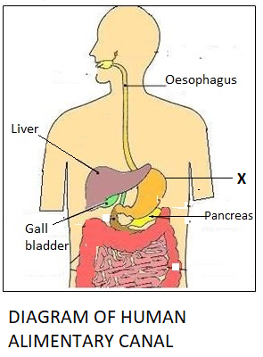 Draw A Diagram Depicting Human Alimentary Canal And Label On