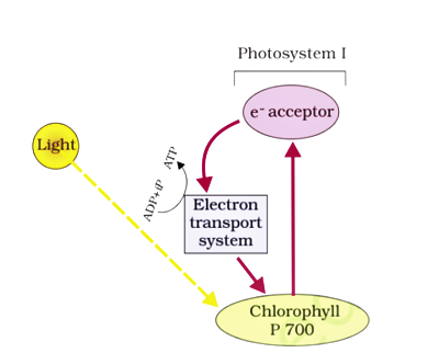 Photosystem 1 Diagram