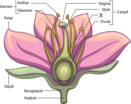 Draw A Neat And Labelled Diagram Of A Flower - Infoupdate.org