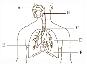 Human Respiratory System Without Labels