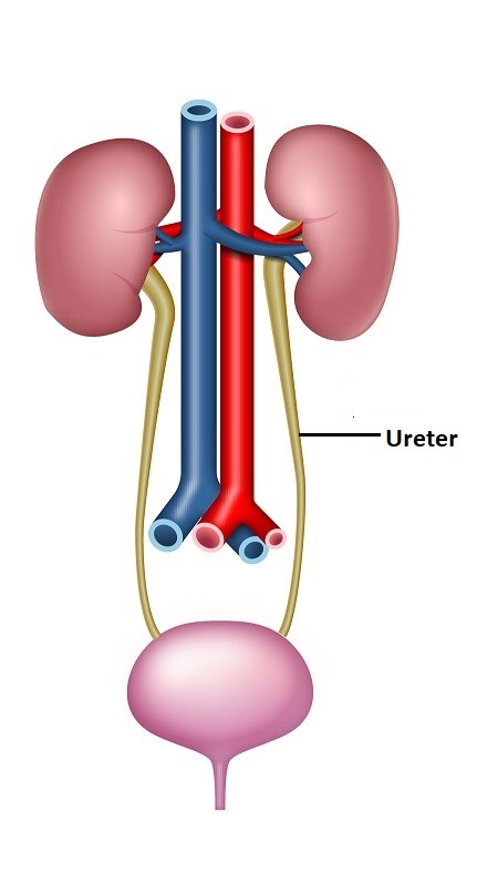 With The Help Of A Labelled Diagram Of Human Excretory