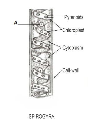 Spirogyra Labeled