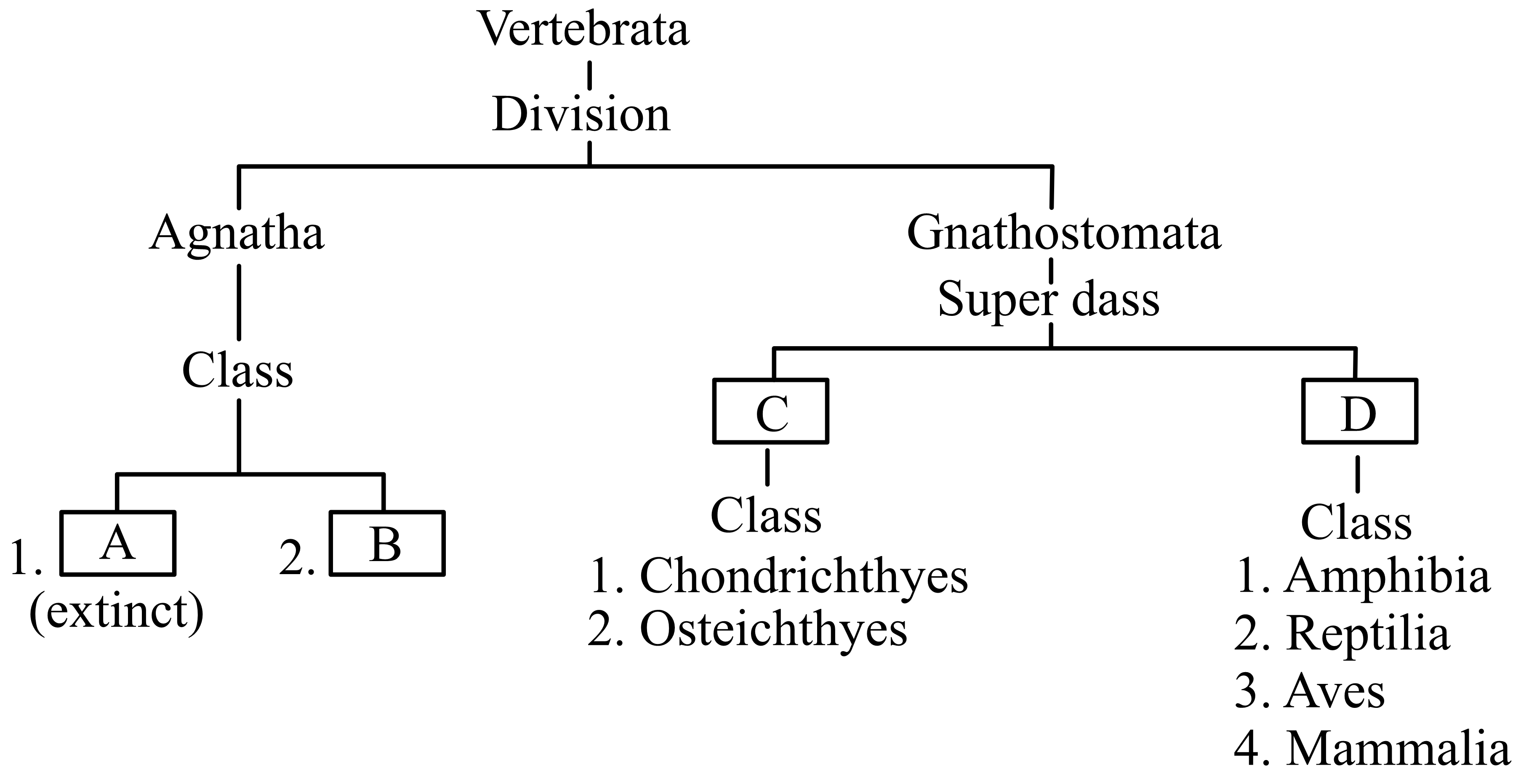 Subphylum Vertebrata