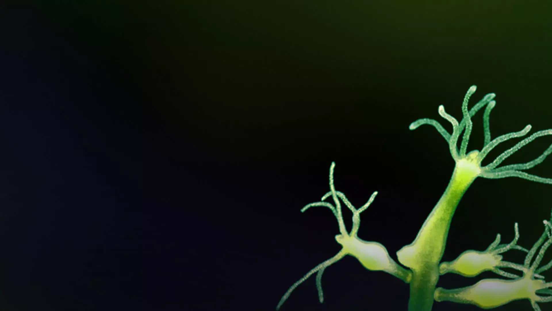 Hydra Budding Under Microscope